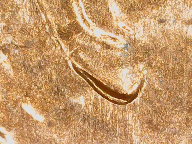 Lincoln Cent 2010 Unique Die Crack - Coin Community Forum