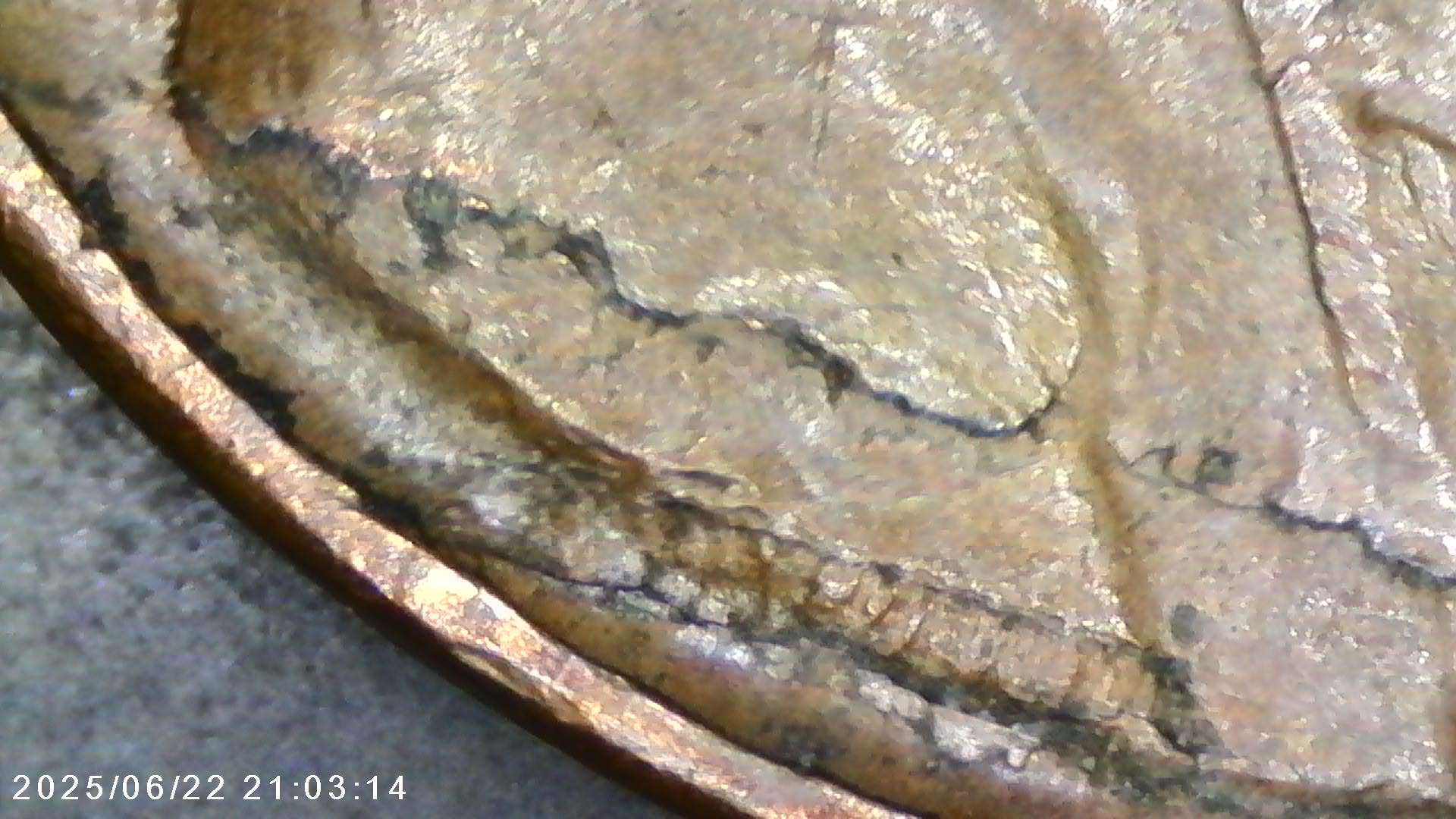 1938-P 1c Wheat Penny - Error Check - Struck Through? - Coin Community ...